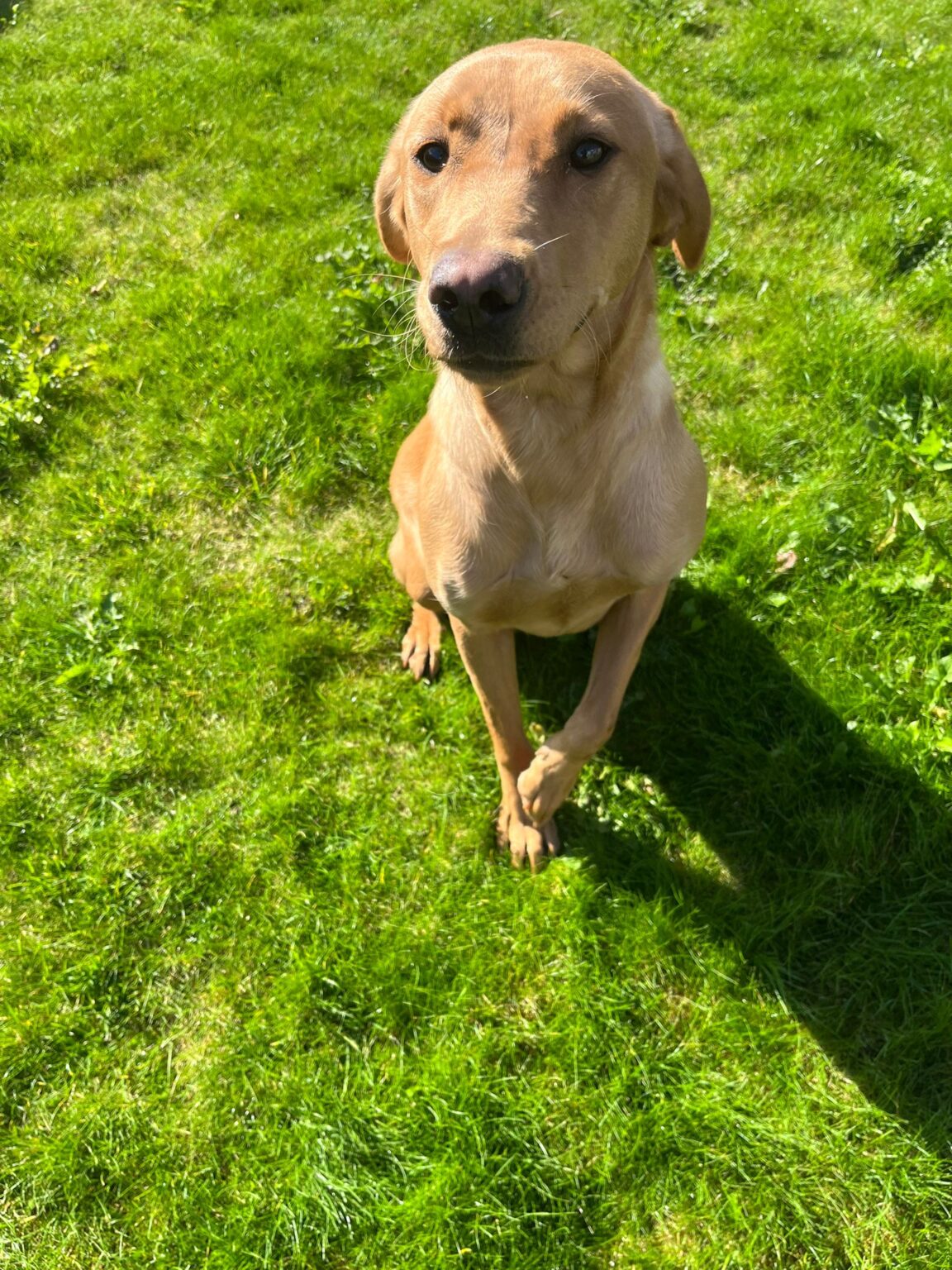 Ravenkeeper Trained Dogs – Specialist training based in South Yorkshire