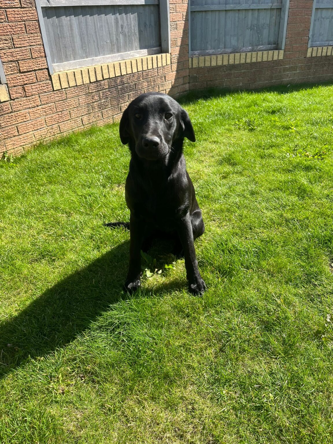 Dogs for Sale – Ravenkeeper Trained Dogs