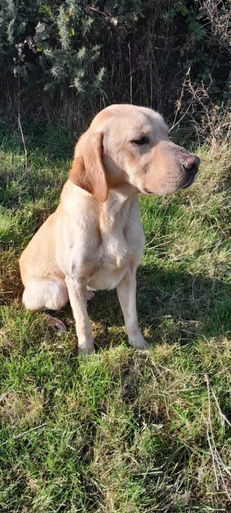 Ravenkeeper Trained Dogs – Specialist training based in South Yorkshire