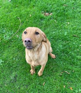 Ravenkeeper Trained Dogs – Specialist training based in South Yorkshire