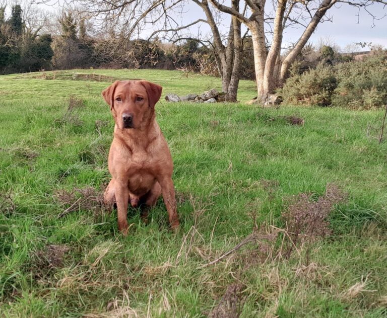 Ravenkeeper Trained Dogs – Specialist training based in South Yorkshire